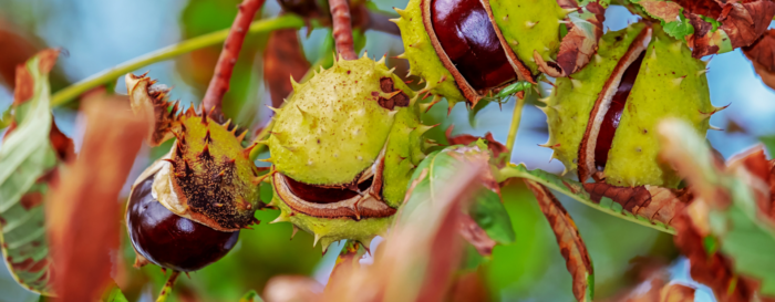Biocal | O cultivo do castanheiro em Portugal