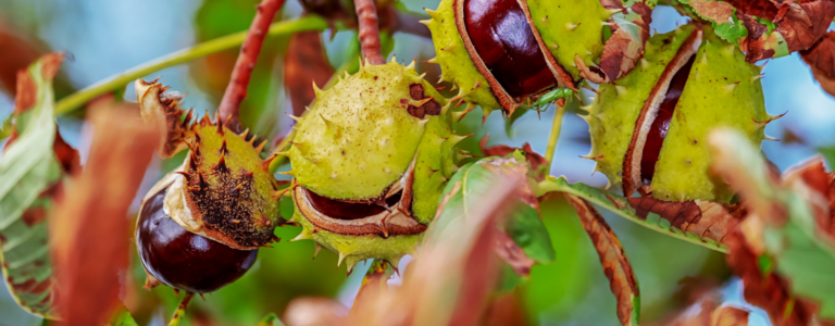 Biocal | O cultivo do castanheiro em Portugal